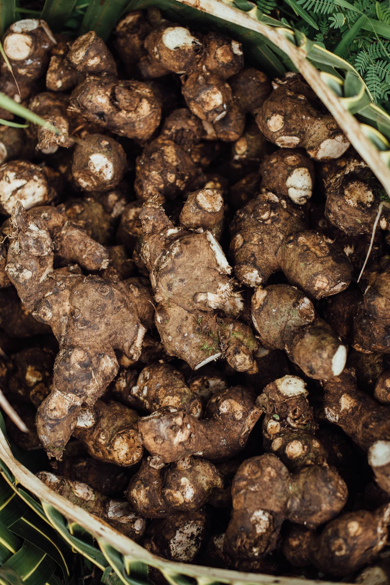 Kava Europe | Buy Kava in Europe | Pure Noble Kava | Traditional Kava ...